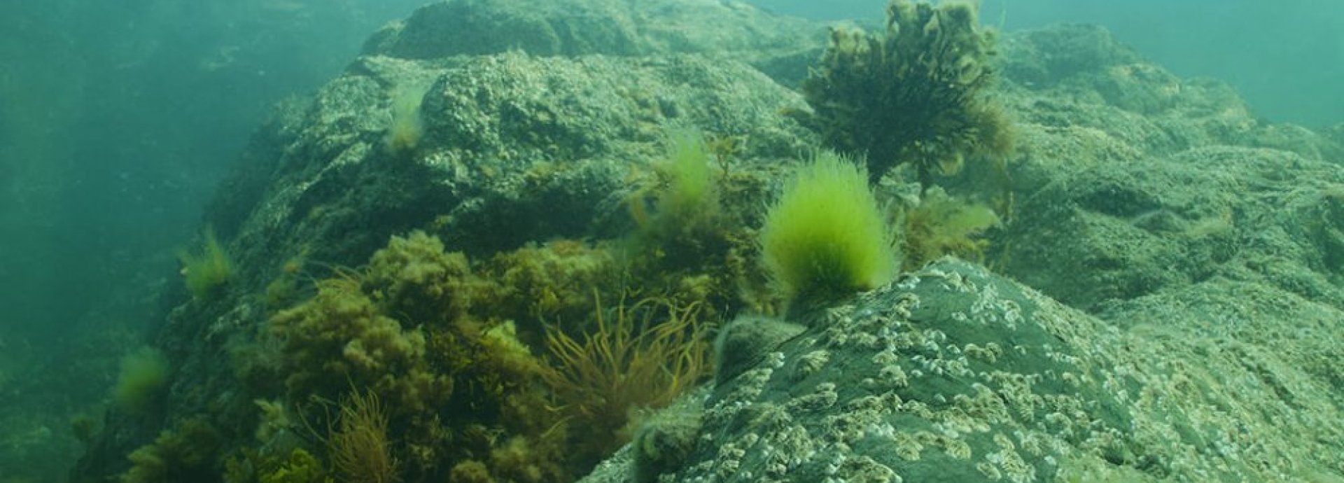 Atlantic salt meadows – Glauco-Puccinellietalia maritimae | Pen Llŷn a ...