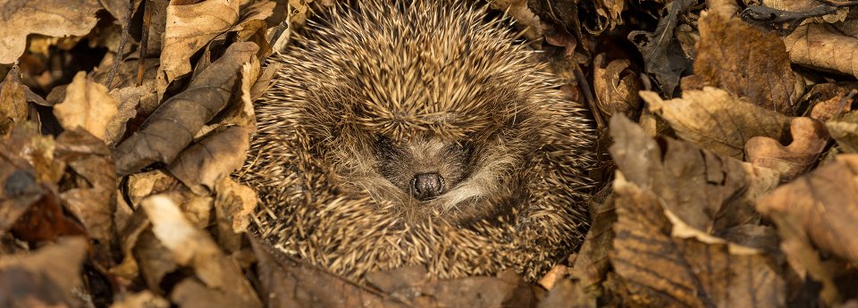 Hibernation | Pen Llŷn a’r Sarnau