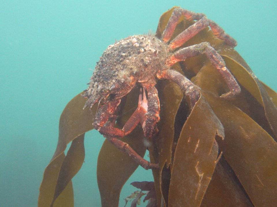 Atlantic salt meadows – Glauco-Puccinellietalia maritimae | Pen Llŷn a ...