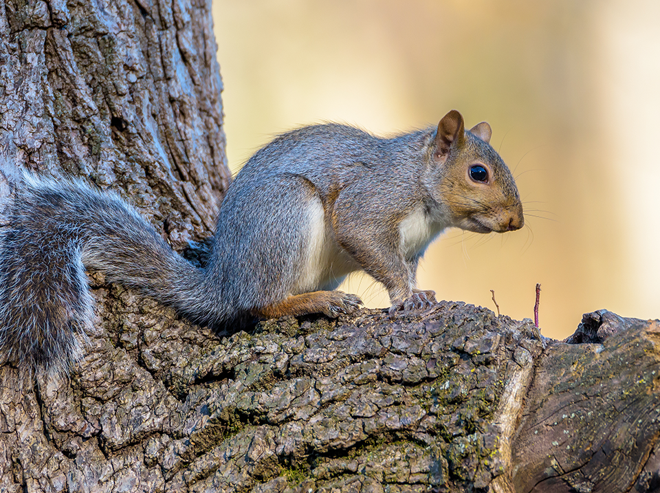 Invasive species | Pen Llŷn a’r Sarnau